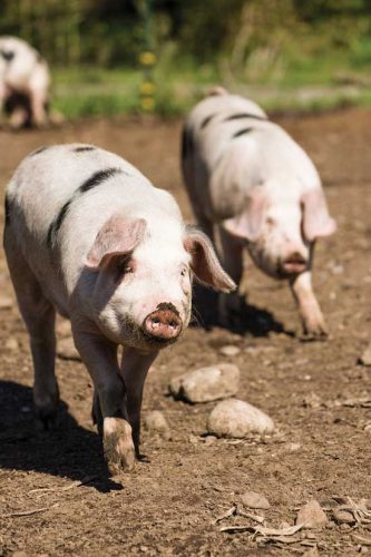 Raising Pigs on Pasture - Grit
